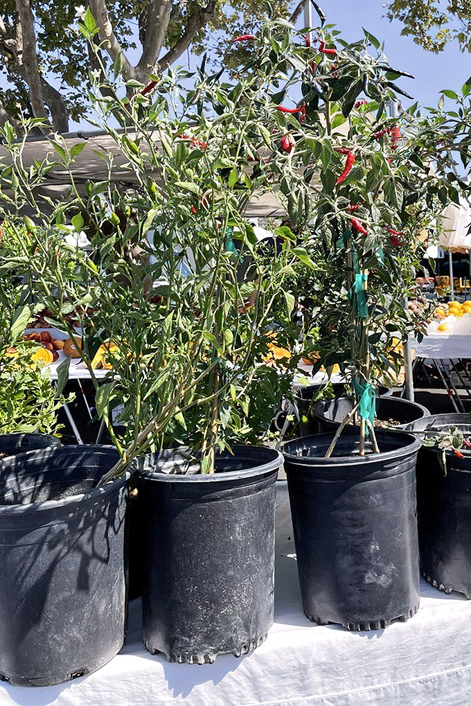 Garden-ready pepper plants stand tall in their nursery pots. These spicy specimens promise to transform bland home cooking into restaurant-worthy creations.