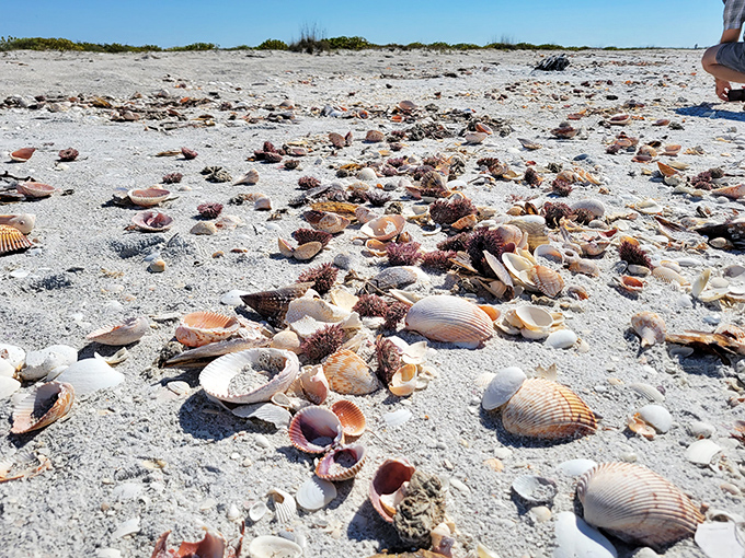 A shell collector's jackpot! Cayo Costa's beaches offer a treasure hunt where everyone wins and the souvenirs are courtesy of the Gulf.