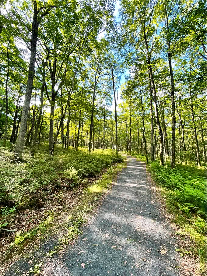 Forest trails that look this inviting make you wonder why you ever needed a gym membership.