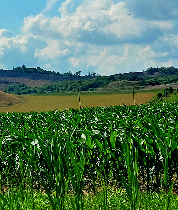 Corn so tall and green it makes you understand why they call it "knee-high by the Fourth of July" &ndash; though this has clearly overachieved.