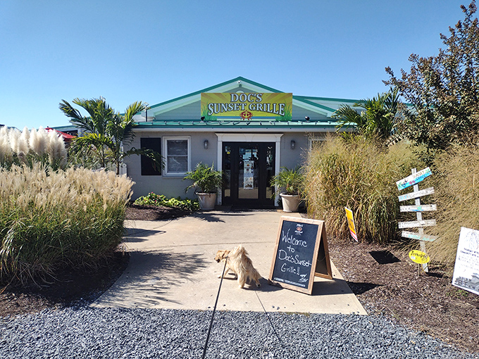 Doc's Sunset Grille promises exactly what its name suggests—good food with a side of spectacular evening skies. Even the dog approves!