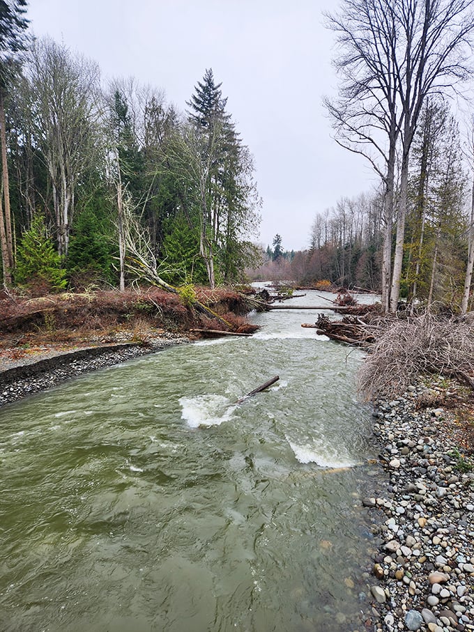 The Dungeness River doesn't rush to its destination, and neither should you. Nature's masterclass in going with the flow.