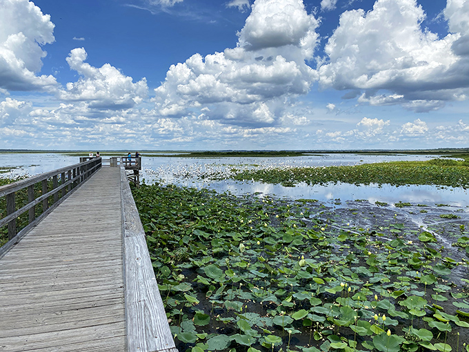 Nature's boardwalk stretches across lily pad heaven, offering front-row seats to Florida's wild side without getting your feet wet.