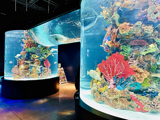 Underwater worlds that won't require scuba certification or leaving Pennsylvania&mdash;visiting fish has never been so convenient or dry.