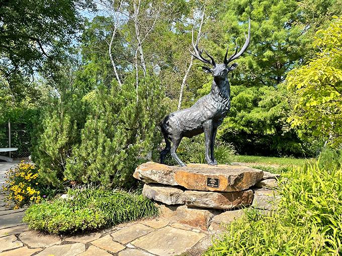 This majestic elk stands proudly, as if saying, "Yes, I know I'm the most photogenic creature in this garden."