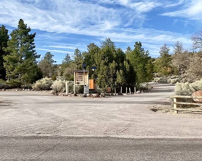 Nature's welcome mat at the North Campground entrance, where pinyon pines stand like doormen ready to usher you into Nevada's version of paradise.