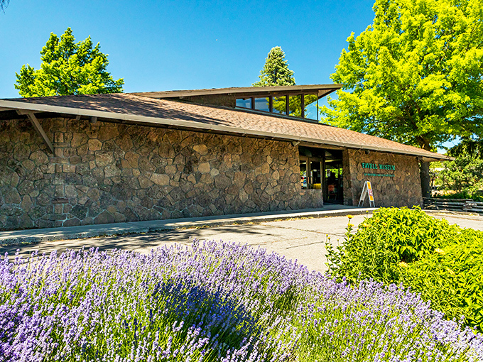 The Favell Museum blends into the landscape like it grew there naturally, lavender and all.