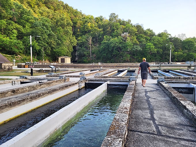 Walking the fish hatchery feels like visiting a trout nursery school. These concrete raceways raise tomorrow's fishing stories from tiny fry to catch-worthy contenders.