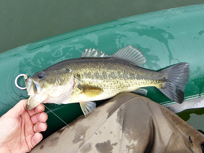 The catch of the day isn't just a fish—it's a memory. Nescopeck's bass seem to pose for photos before returning to their underwater kingdom.