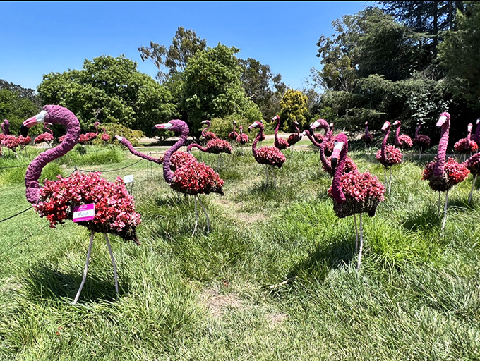 These ancient banyan trees with their sprawling roots look like they're plotting to slowly reclaim the garden. Nature's patient revolution.