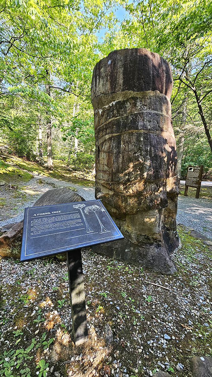 This petrified tree has been standing longer than most family recipes have been passed down. Ancient history you can actually touch.