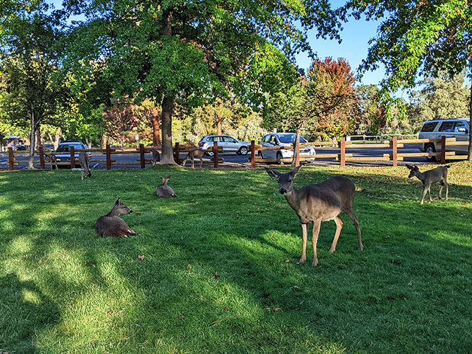 At Greenhorn Park, deer lounge on the grass like they're paying rent, completely unfazed by human neighbors just yards away.