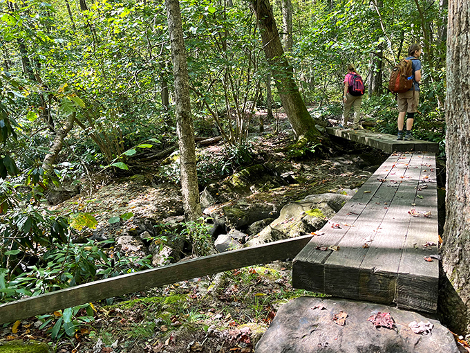 Nature's boardwalk experience: crossing streams without getting your feet wet, while still feeling delightfully wild and adventurous.