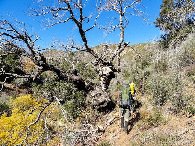 Hiking through Cuyamaca's recovering landscape, where twisted trees tell stories of resilience that would make even a Hollywood screenwriter envious.