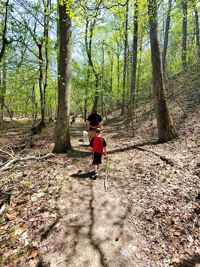 Dappled sunlight creates nature's stained glass on this forest trail, where every step takes you deeper into Maryland's coastal woodland sanctuary.
