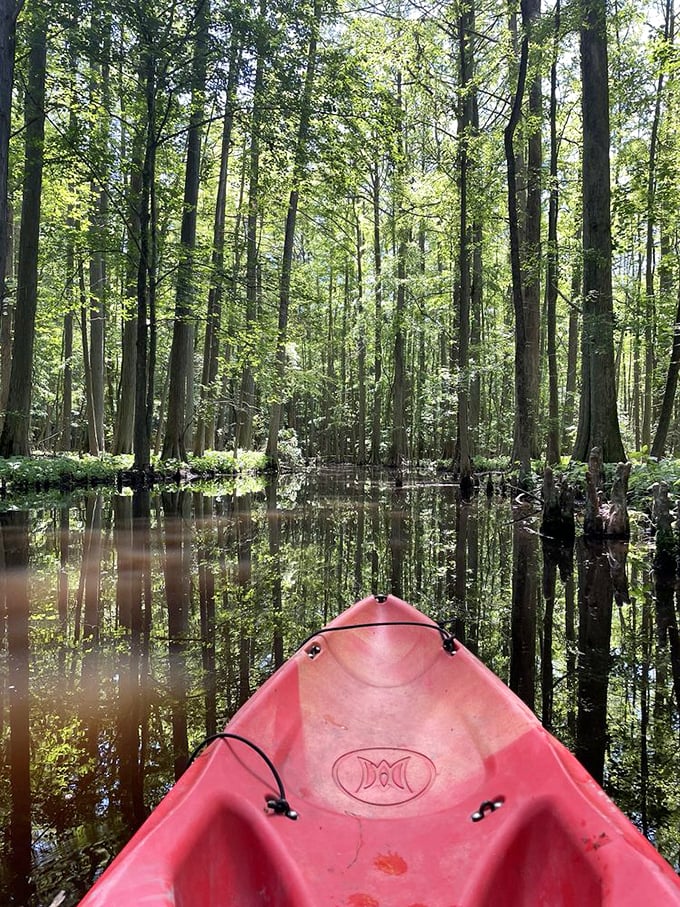 Paddling through a cypress forest feels like time travel&mdash;this red kayak is your ticket to Delaware's prehistoric-looking waterscape.