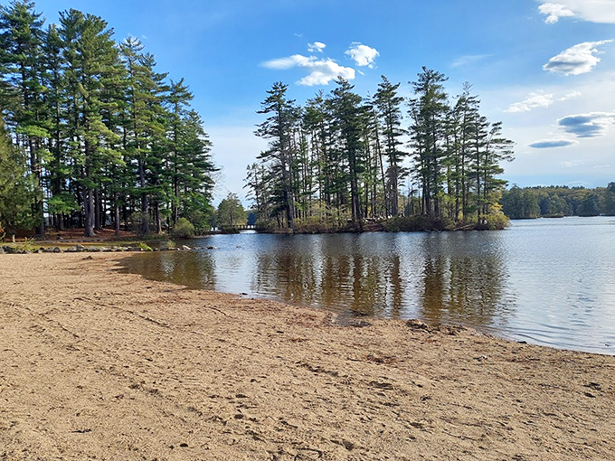 The beach at Pawtuckaway offers that quintessential New England summer experience&mdash;sandy shores, towering pines, and water that's "refreshing" (translation: brisk).
