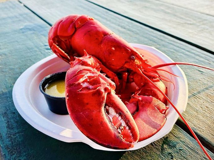 This isn't just a lobster; it's the celebrity of the crustacean world, ready for its close-up and your drawn butter bath.