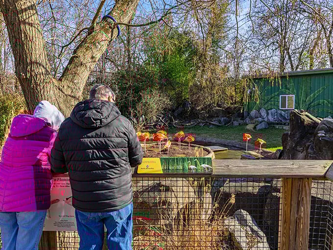 At the Maryland Zoo, visitors lean in for a flamingo rendezvous&mdash;proof that some of nature's most spectacular fashion choices come in shades of pink that would make Barbie jealous.