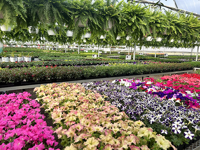 McAdams Greenhouse bursts with enough color to make a rainbow jealous on its best day.