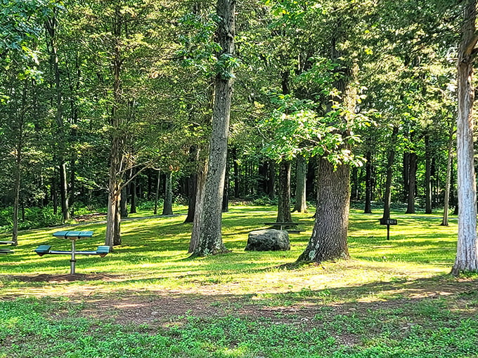 Dappled sunlight through towering trees at Memorial Park&mdash;where contemplating life's mysteries costs exactly nothing but time.
