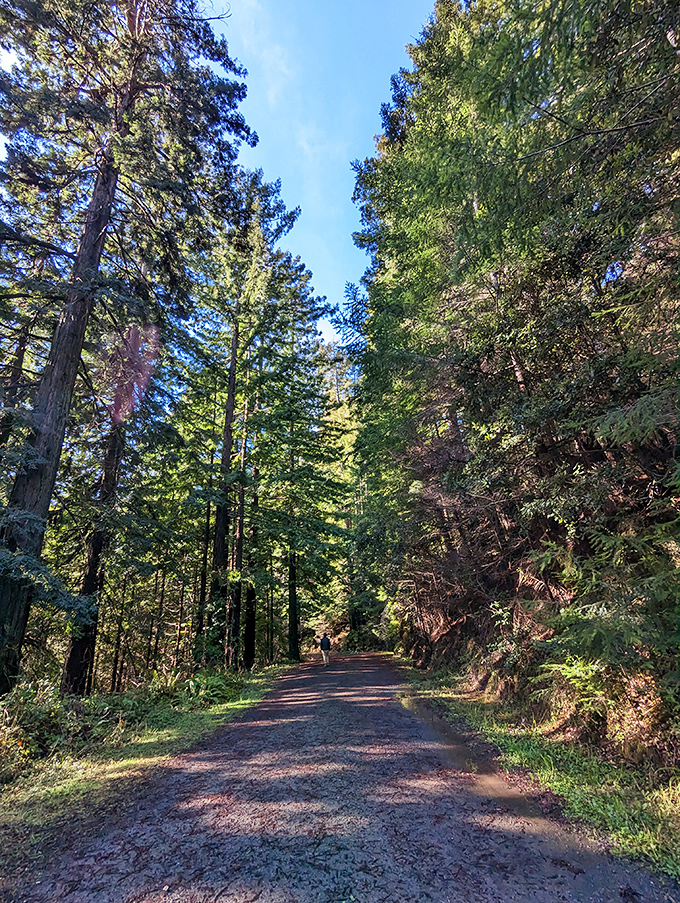 Sunlight filters through towering redwoods along this forest path, creating nature's cathedral where even the most dedicated atheist might feel a spiritual moment.