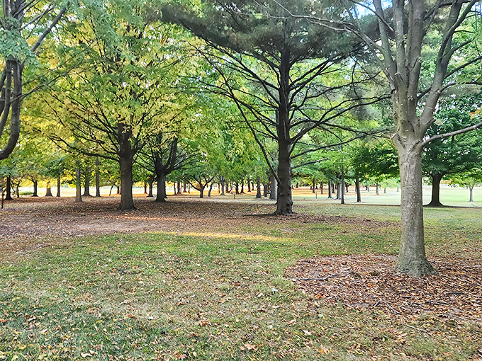Moore Park's tree canopy creates nature's air conditioning, perfect for picnics that don't require reservations or fancy attire.