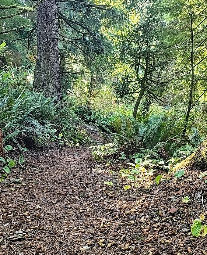 This isn't just a trail—it's a portal to the Pacific Northwest's soul. Ferns and towering trees create nature's perfect meditation space.