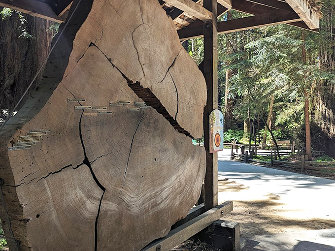 This cross-section tells the story of centuries in concentric rings. Tree biographies written in wood—more compelling than most celebrity memoirs.