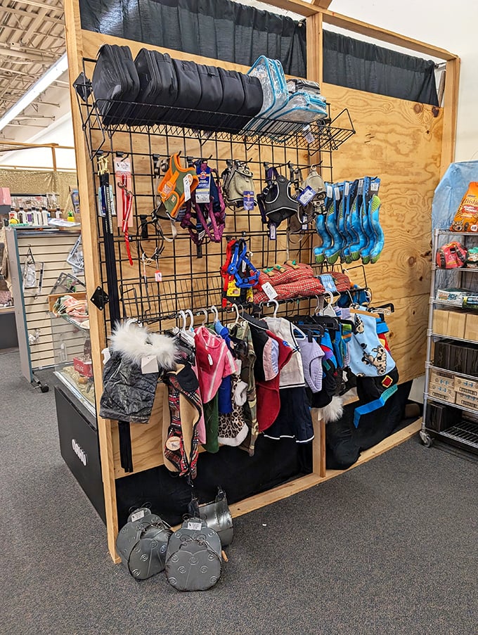 Pet accessories that prove even Fido deserves a fashion moment. Dog outfits cuter than what some humans wear to Walmart.