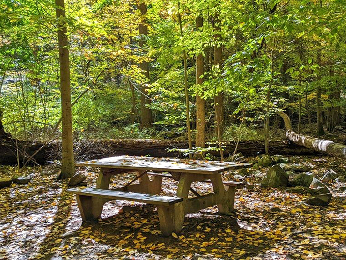 Autumn's masterpiece unfolds: A rustic picnic table waits patiently for visitors beneath a canopy of golden leaves. Lunch with a view!