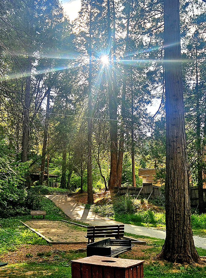 Pioneer Park's towering pines provide nature's own cathedral, where the only sermon is the wind through the branches.