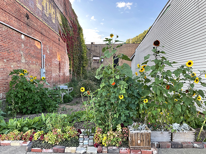 Between brick buildings, a secret garden blooms. Sunflowers stand tall against weathered walls, a testament to community spirit transforming forgotten spaces into pockets of joy.