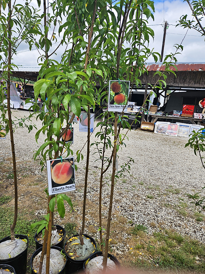 Tomorrow's orchards start here—young peach trees waiting to transform backyards into homegrown produce sections with just a little patience and care.