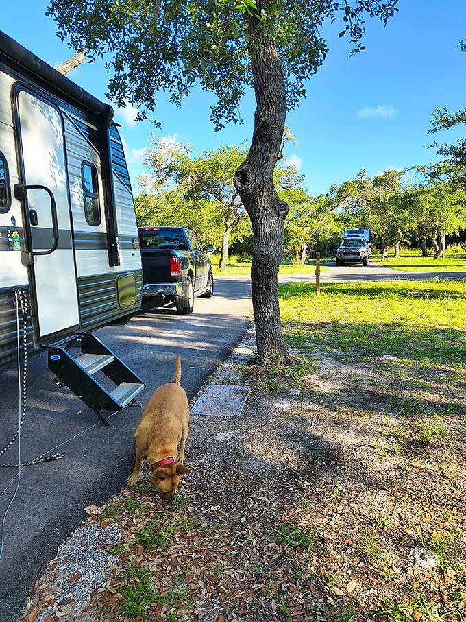 Camping with convenience! This shaded RV site offers the perfect blend of outdoor adventure and modern comfort, with a curious four-legged inspector checking out the accommodations.
