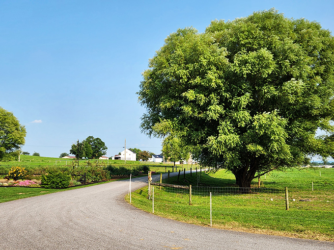 That tree isn't just providing shade&mdash;it's standing guard over generations of farming tradition, framing the perfect country road moment.