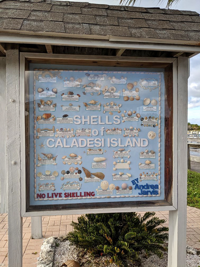 A field guide to treasure hunting, Florida-style. Each shell tells a story&mdash;no metal detector required for this coastal collection.