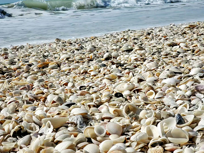 A shell collector's jackpot! Mother Nature's jewelry box has spilled open, offering treasures that would make any beachcomber weak in the knees.