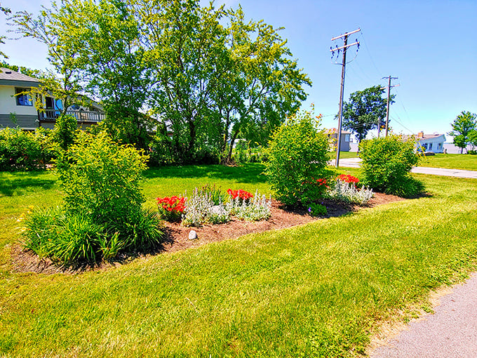 Gardens like this don't happen by accident. Someone's green thumb has created a pocket of floral joy in Vermilion's community spaces.