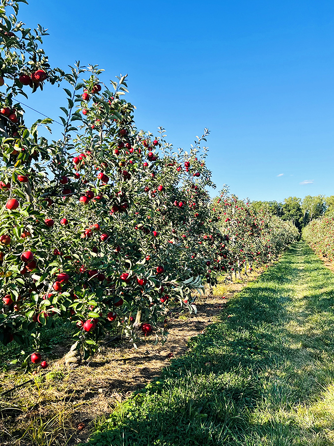 At Solebury Orchards, trees heavy with ruby-red treasures invite you to experience autumn's bounty firsthand. Apple picking never looked so cinematically perfect.