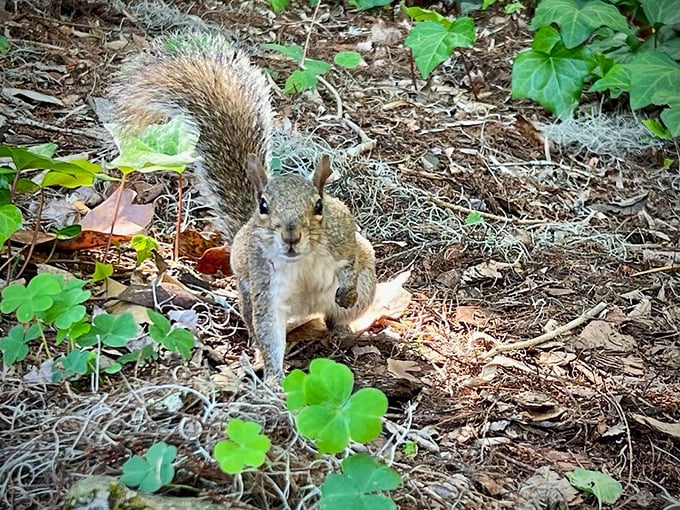 "Got any snacks?" This little woodland hustler has perfected the art of the cute stare-down. Resistance is futile.