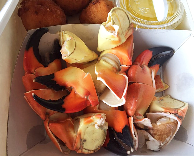 Nature's perfect appetizer. Stone crab claws arrive ready for their close-up, needing nothing more than a gentle crack and a dip in mustard sauce.