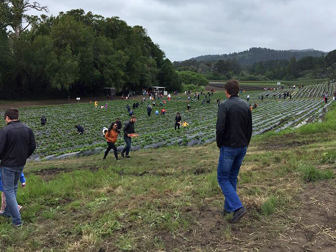 The ultimate treasure hunt! Visitors navigate the rows of green, searching for ruby jewels hiding beneath leaves on this misty coastal morning.