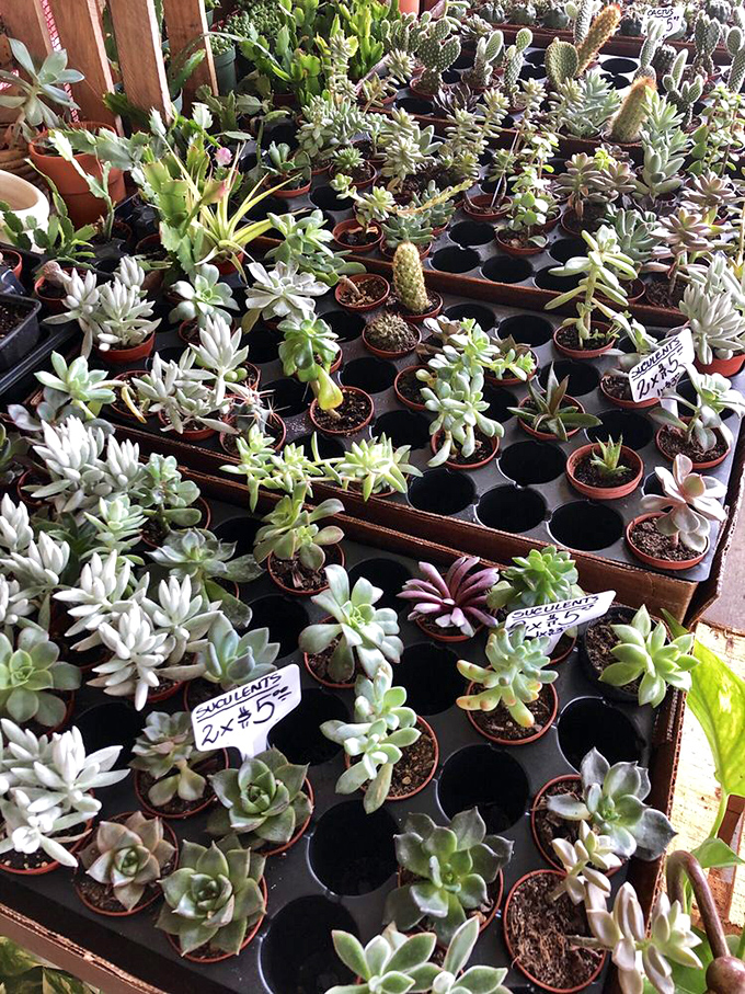 These succulents don't just survive Florida's climate—they thrive in it, much like the snowbirds who've discovered this market's weekend magic.