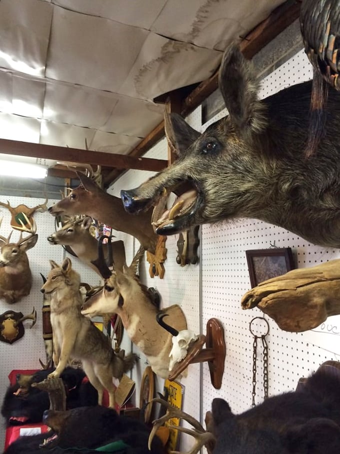 The taxidermy corner isn't for everyone, but these preserved specimens offer a fascinating glimpse into Pennsylvania's hunting heritage.