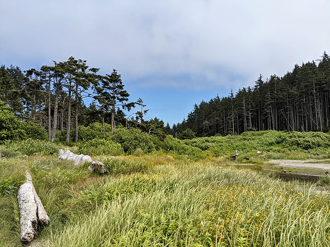 The Pacific Northwest's version of a cathedral. Towering evergreens and coastal grasses create natural pathways that whisper, "Slow down, you're on vacation time now."