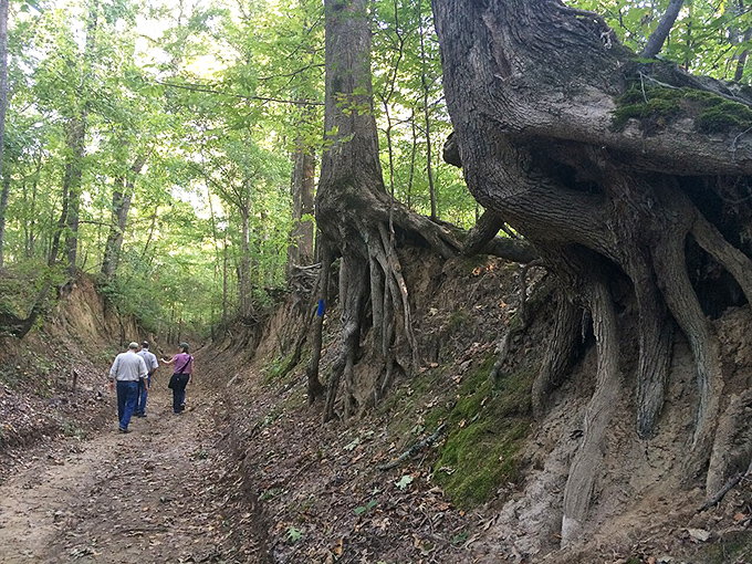 Village Creek State Park's trails offer peaceful walks where the only traffic you'll encounter has four legs and a tail.