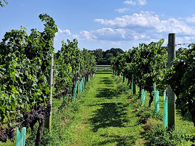 These vineyard rows are social distancing the way nature intended&mdash;perfectly spaced to let grapes soak up Virginia sunshine.