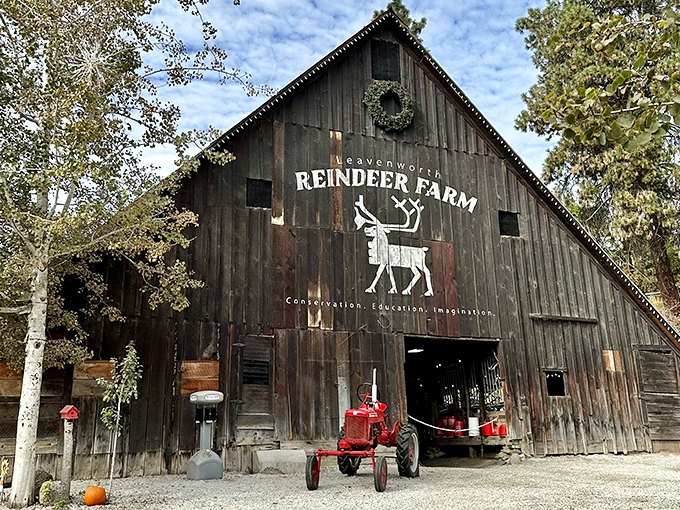 The Reindeer Farm barn stands as rustic proof that Santa's helpers vacation in Washington during their off-season &ndash; those antlered celebrities need downtime too!