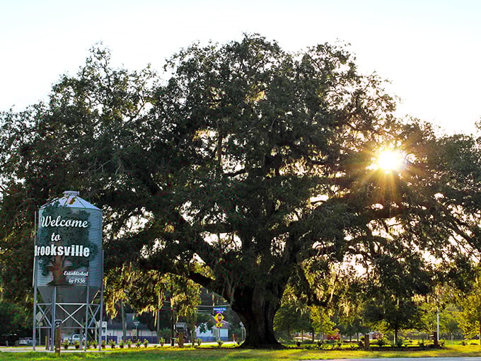 Brooksville's magnificent oak tree stands sentinel by the welcome sign, having witnessed generations come and go beneath its sprawling canopy.